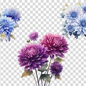 Dahlia Clipart Wild Floral PNG Bundle 48 High Quality Images Floral ...