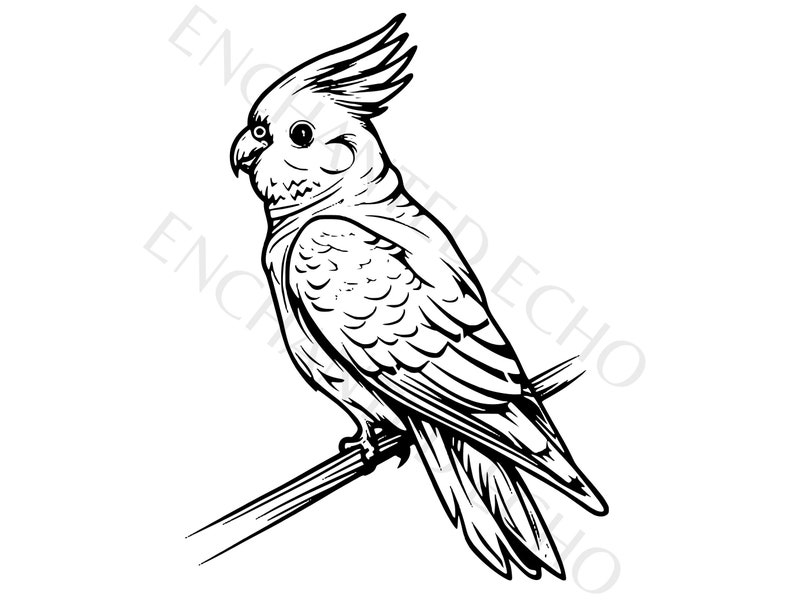Cockatiel Svg, Bird on a Branch Png, Birds Silhouette of Birds Clipart ...
