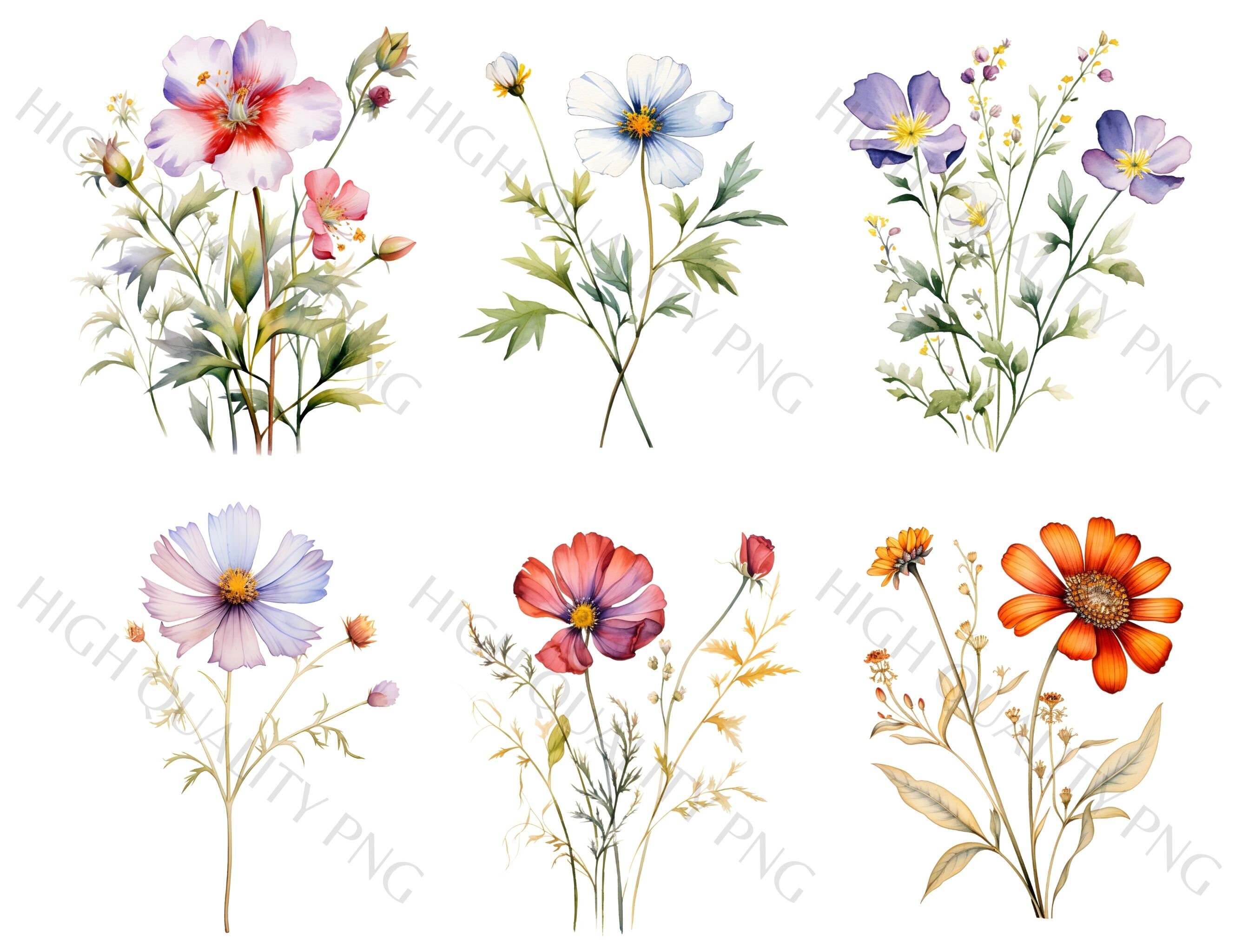 Watercolor Wildflower Clipart Wild Flower Clip Art Set of 86 Images ...