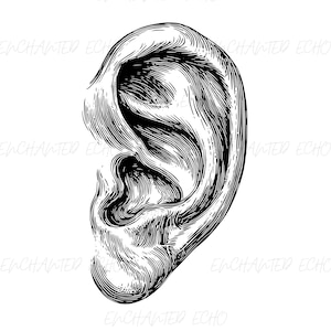 Realistic Ear Svg + Png Set - Hearing Logo, Ear Profile Clipart ...