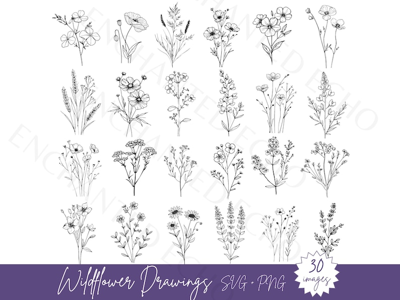 Wildflower Drawings SVG & PNG Bundle 30 Wild Flower Images, 60 Total ...