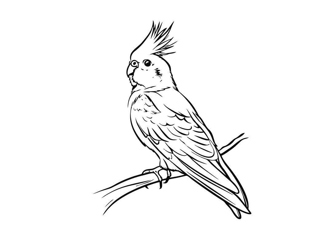 Cockatiel Svg Cockatiel Bird Clipart Bird Lover Png Cute Bird Pet ...