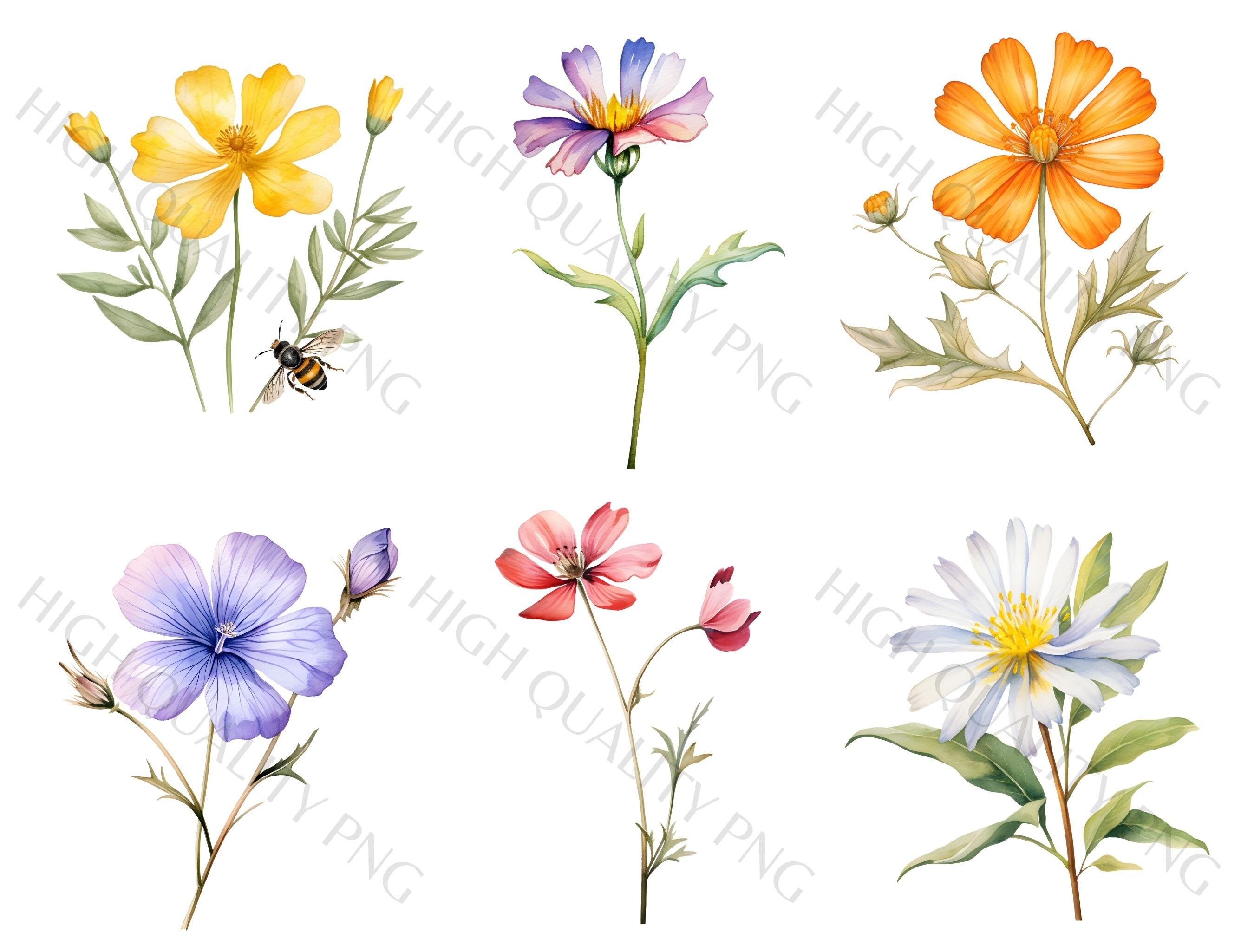 Watercolor Wildflower Clipart Wild Flower Clip Art Set of 86 Images ...