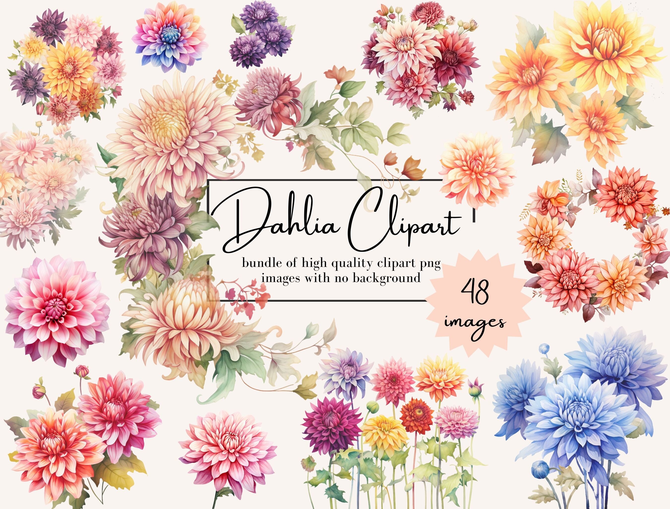Dahlia Clipart Wild Floral PNG Bundle 48 High Quality Images Floral ...
