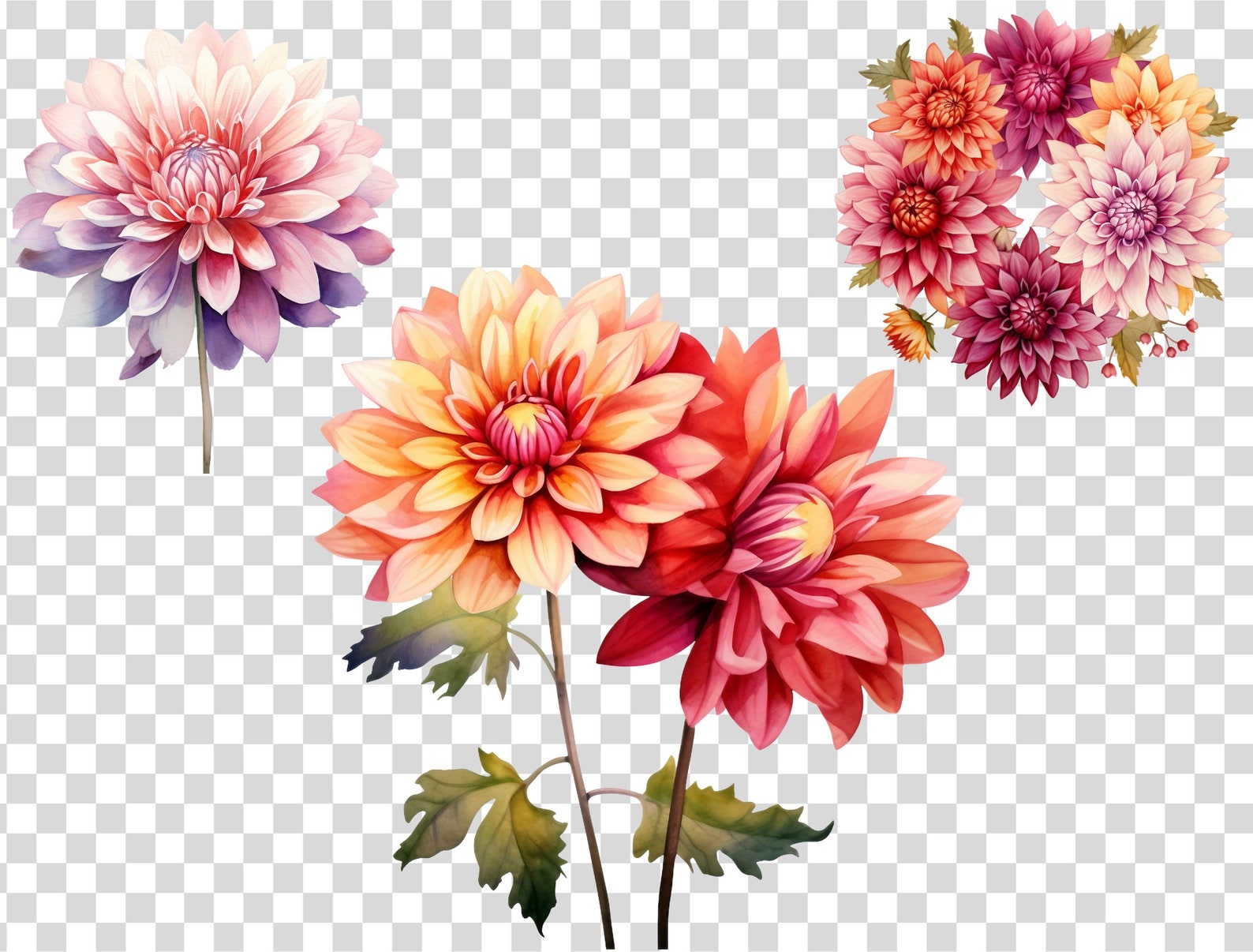 Dahlia Clipart Wild Floral PNG Bundle 48 High Quality Images Floral ...
