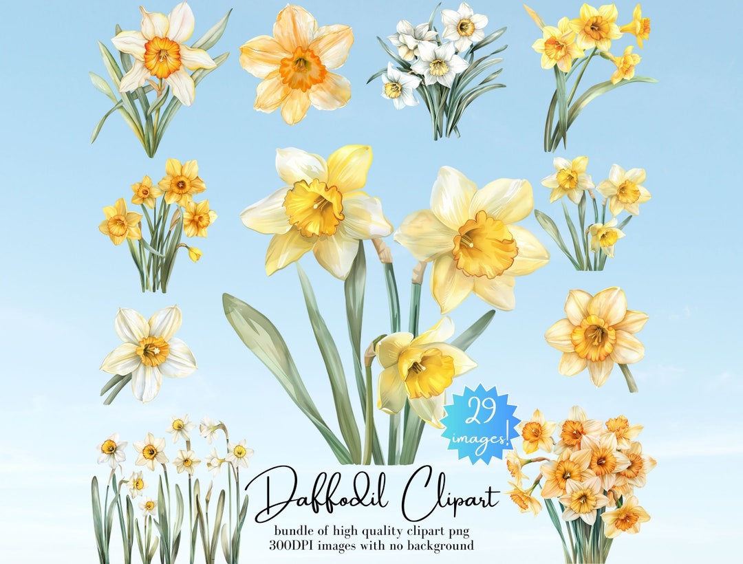 Vibrant Daffodil Clipart Bundle - Set of 29 PNG Yellow Watercolor ...