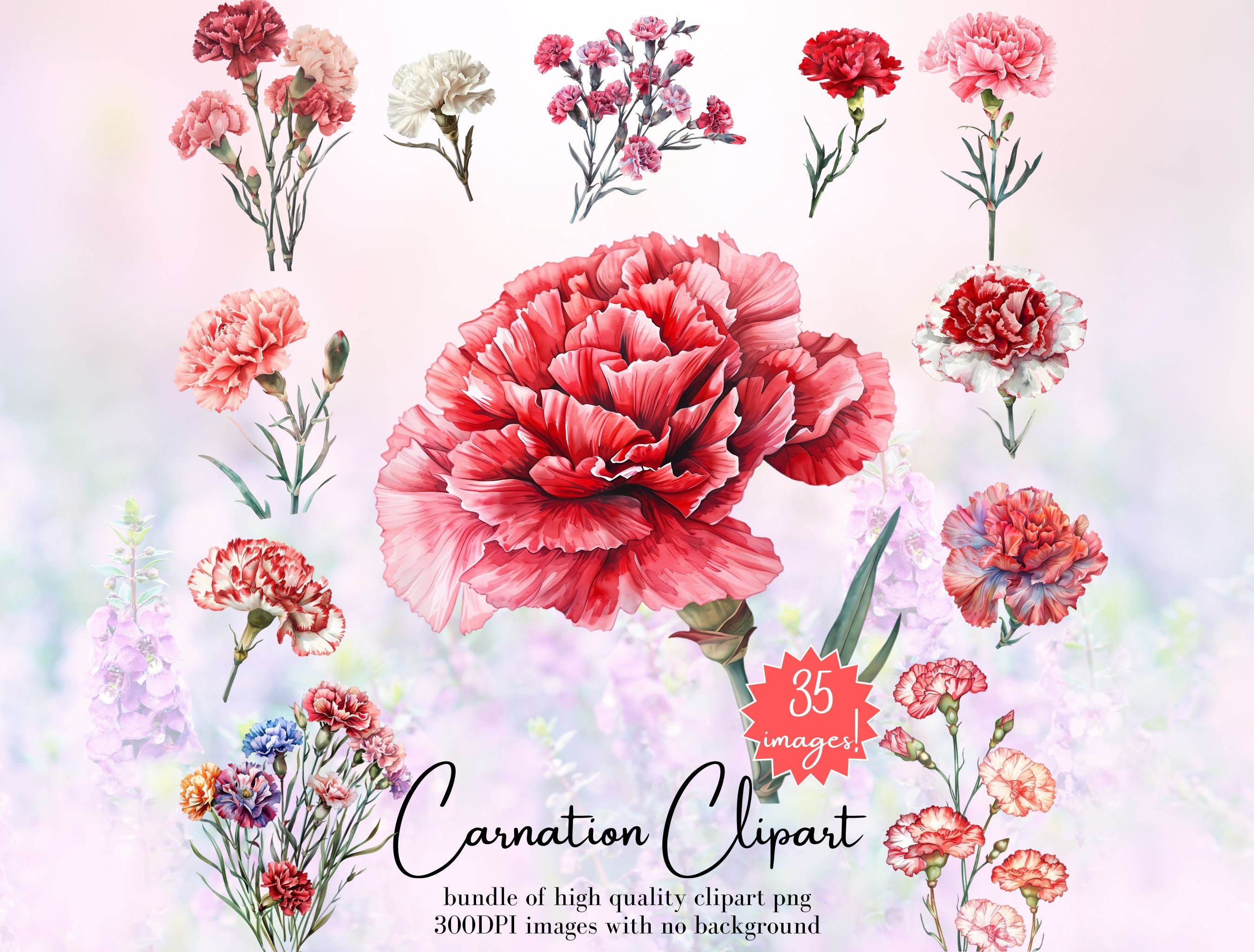 Vibrant Carnation Clipart Bundle Set of 35 PNG Red White Pink Flower ...