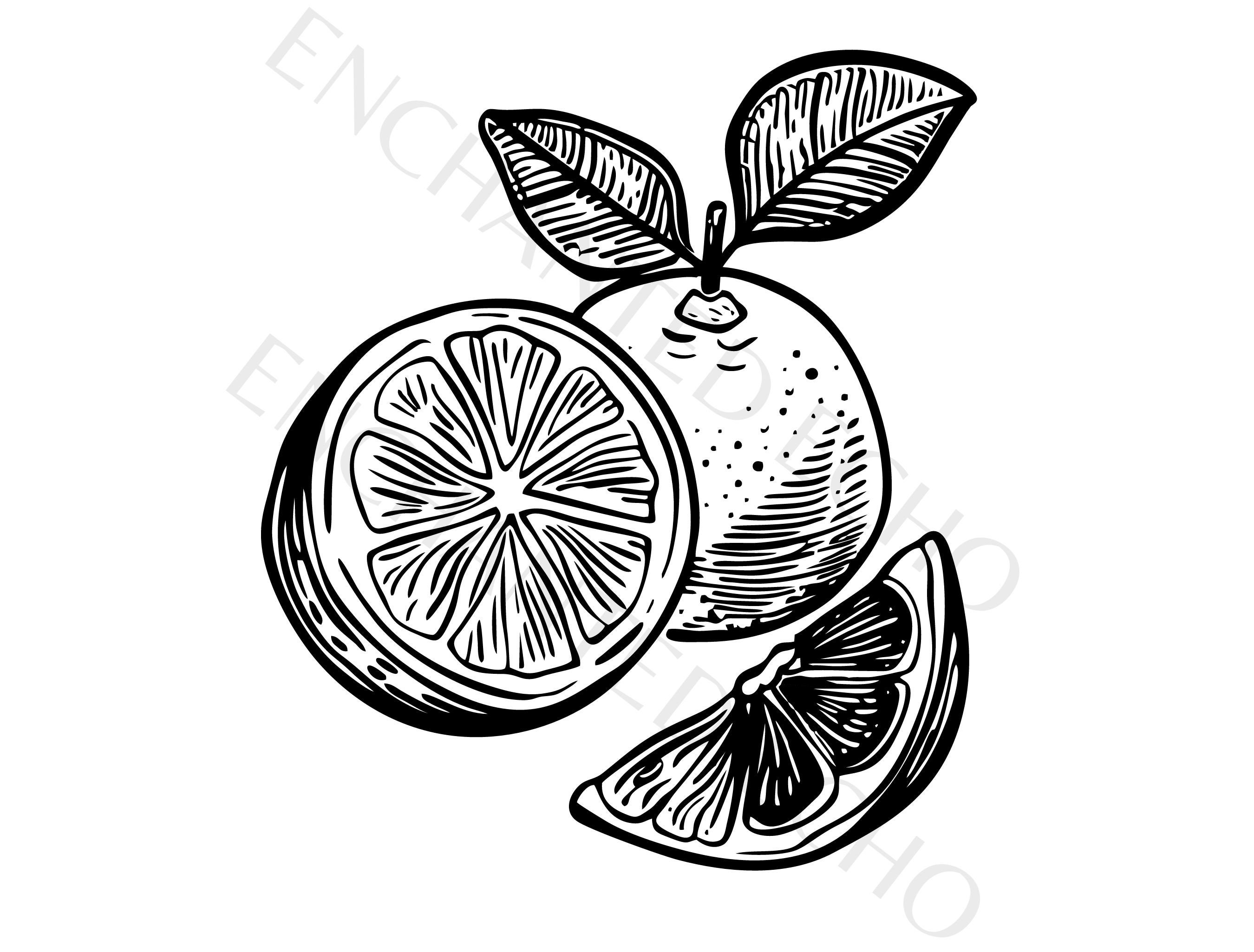 Citrus Medley: Lemon, Orange, Tangerine, Lime Zesty Citrus SVG & PNG ...