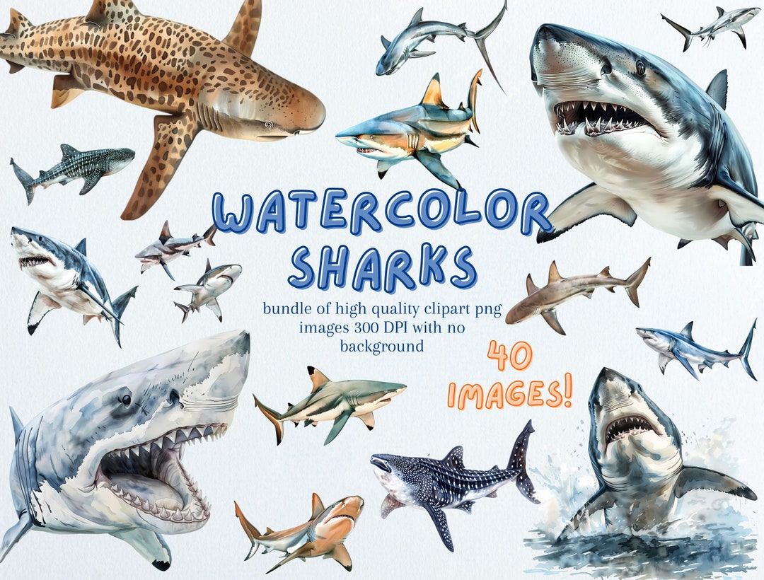 Colorful Shark Clipart Set - 40 Watercolor Shark Pngs - Ocean Creatures ...