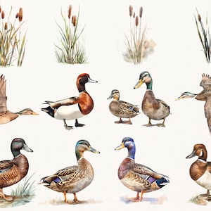 Elegant Watercolor Mallard Duck Clipart - 67 PNG - Realistic Duck ...