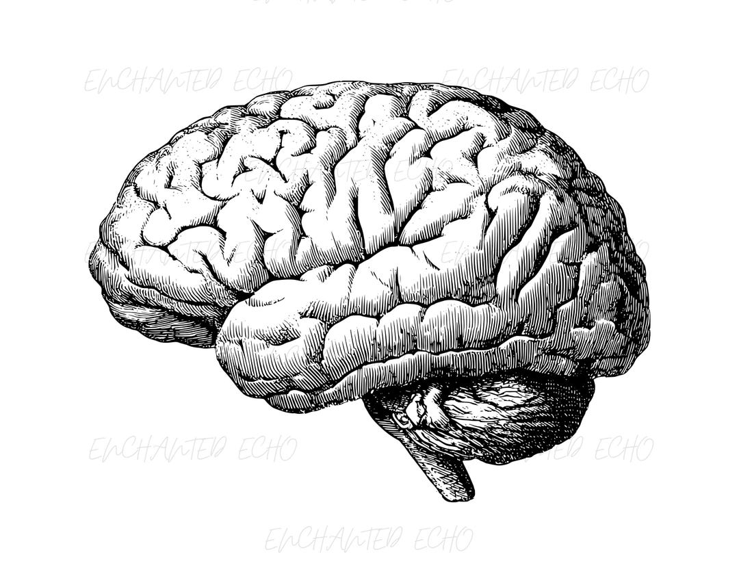Brain Svg I Side View Brain Png I Human Brain Anatomy Clipart, Cut File ...