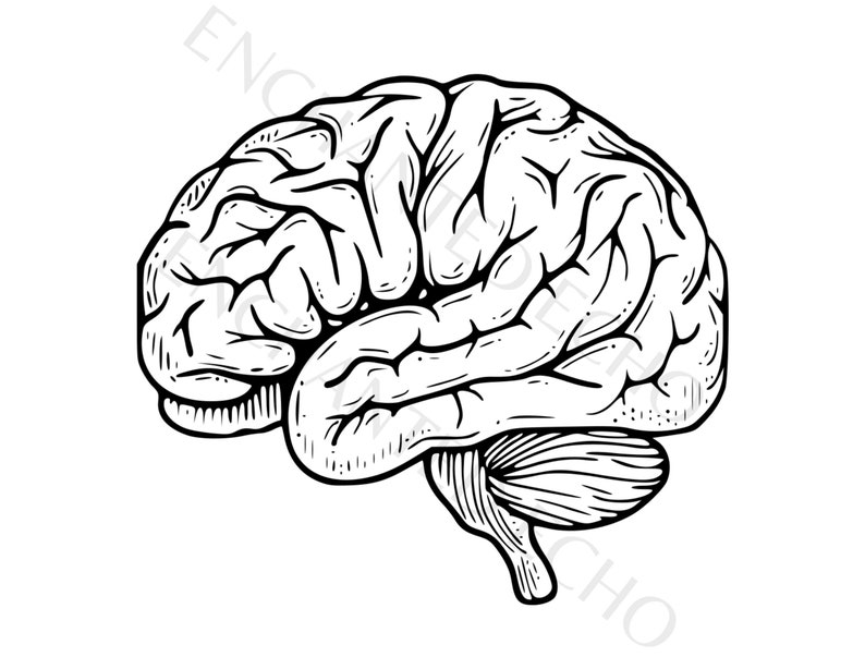 Brain Svg I Side View Brain Png I Human Brain Anatomy Clipart, Cut File ...