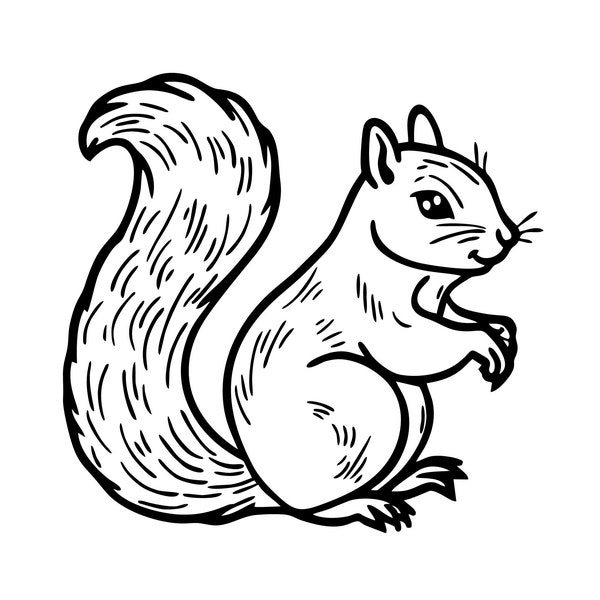 Squirrel Svg - Etsy