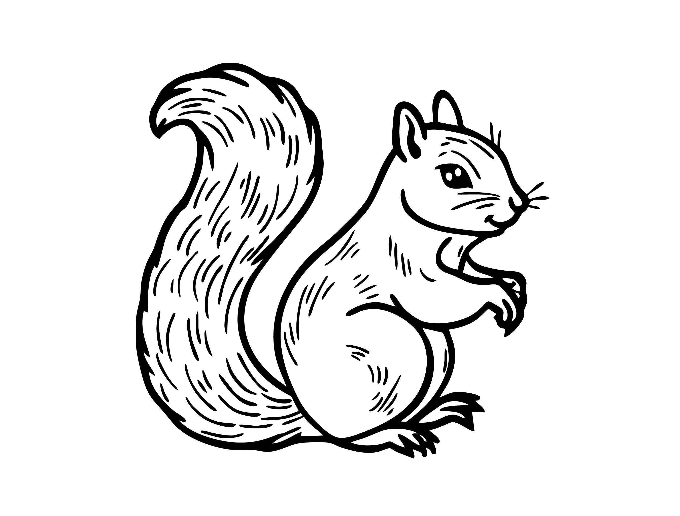 Realistic Squirrel SVG + PNG Set - Simple Squirrels Clipart, Woodland ...