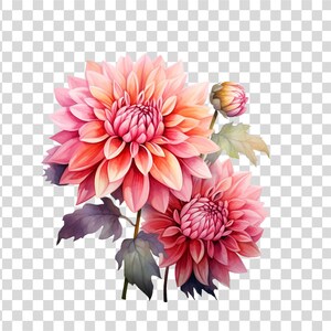 Dahlia Clipart Wild Floral PNG Bundle 48 High Quality Images Floral ...