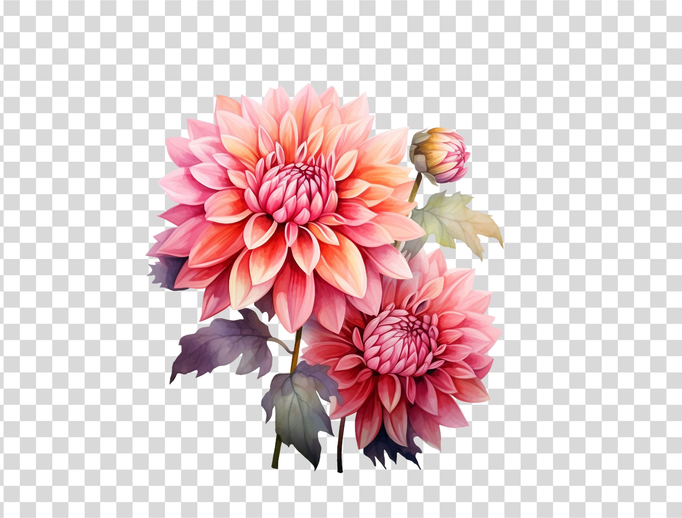 Dahlia Clipart Wild Floral PNG Bundle 48 High Quality Images Floral ...
