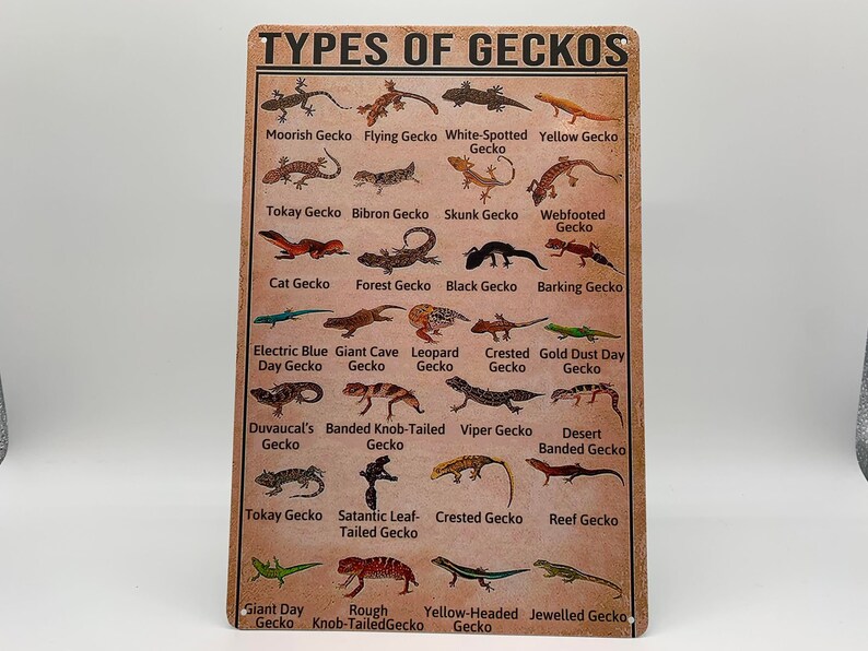 Types of Gekos Metal Signs - Etsy