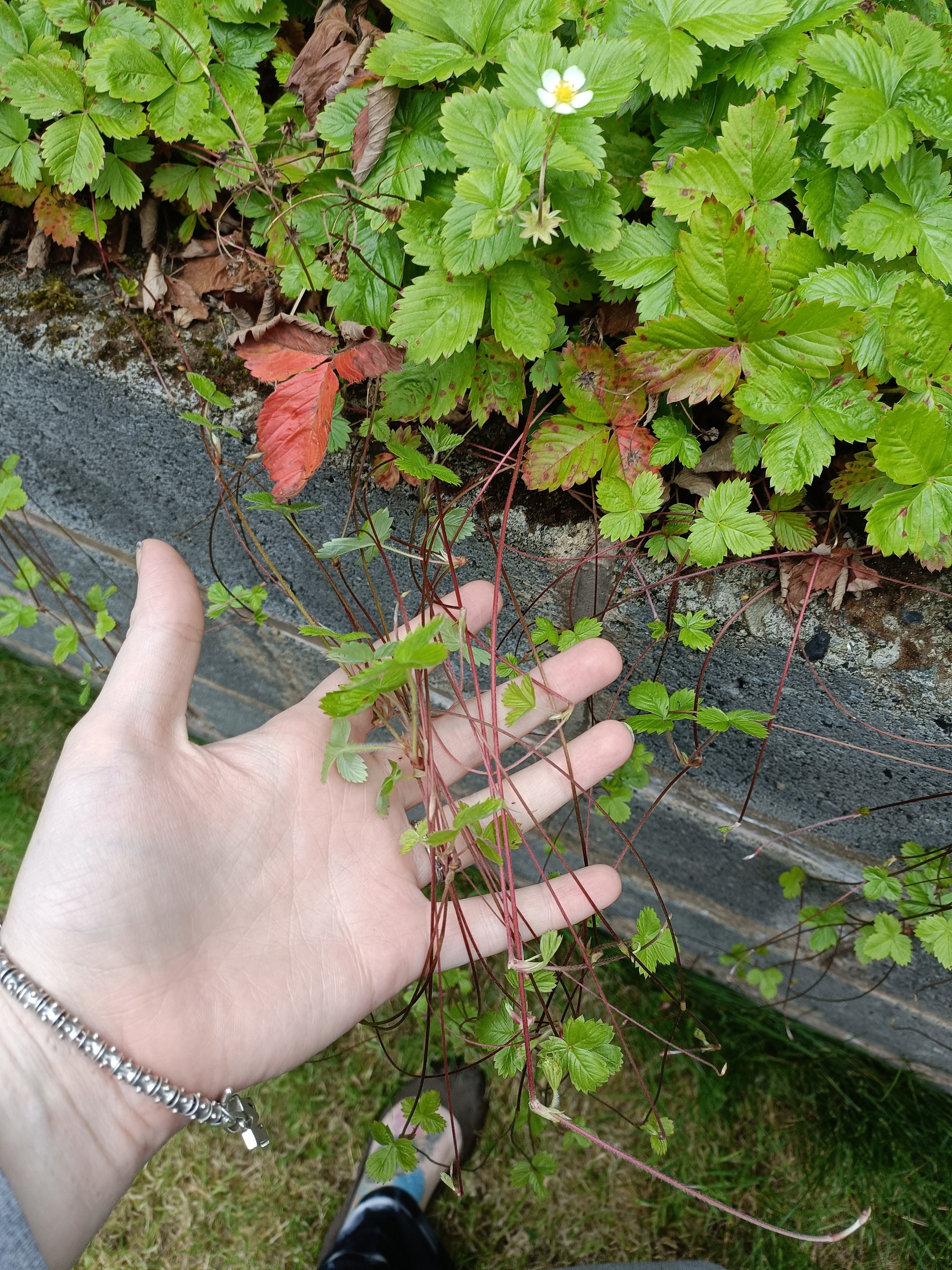 Wild Strawberry Plant - Etsy UK
