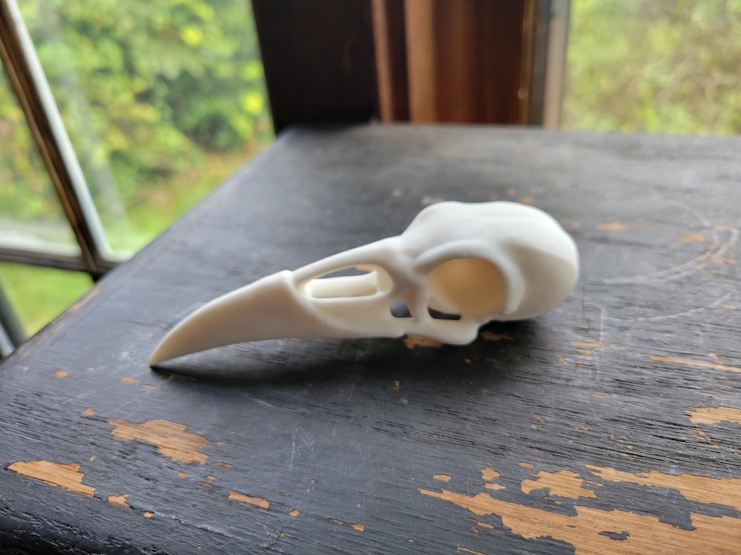 Large Raven Skull. White Resin Bird Skull. Faux Taxidermy. Curiosity ...