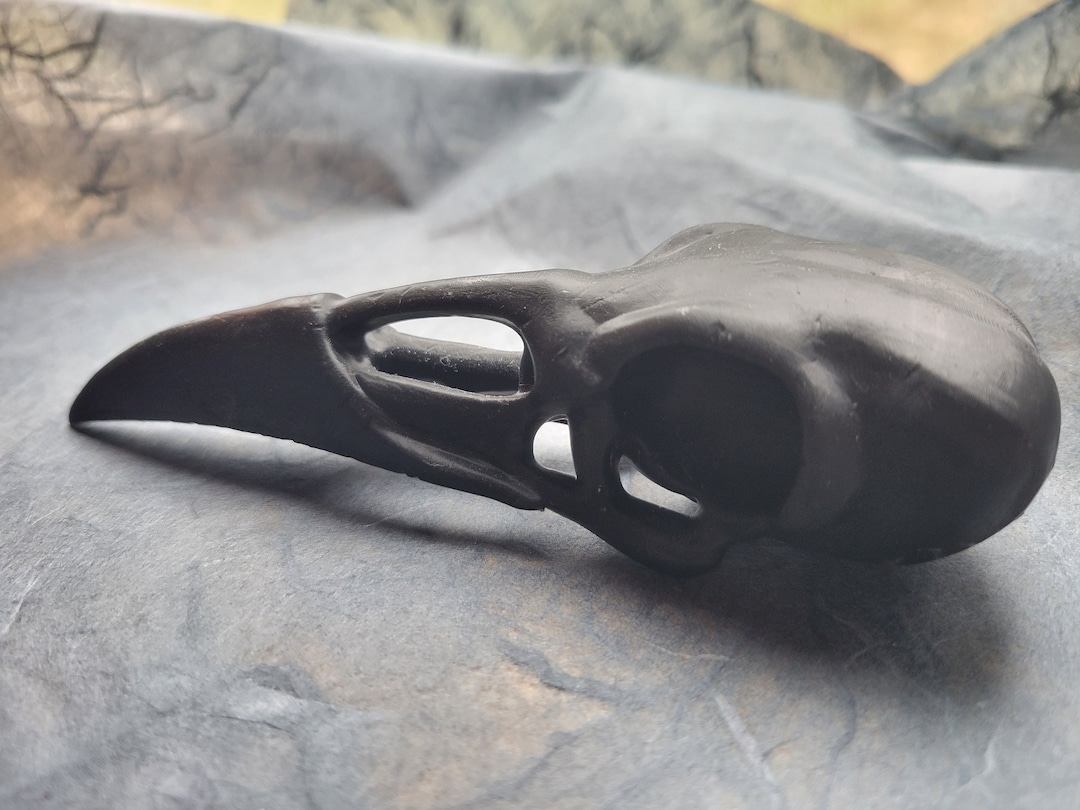 Black Raven Skull. Resin Bird Skull. Faux Taxidermy. Curiosity Cabinet ...