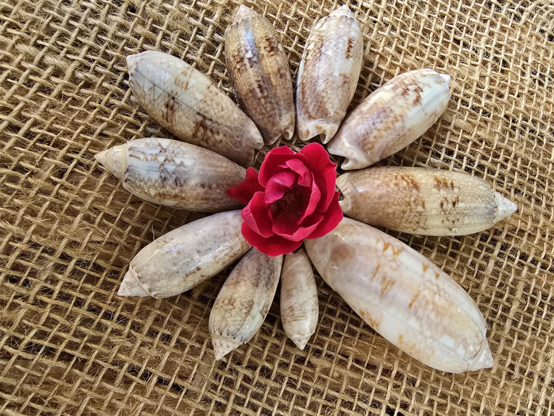 Lettered Olive Shells: Real Florida Seashells for Coastal Decor - Set ...