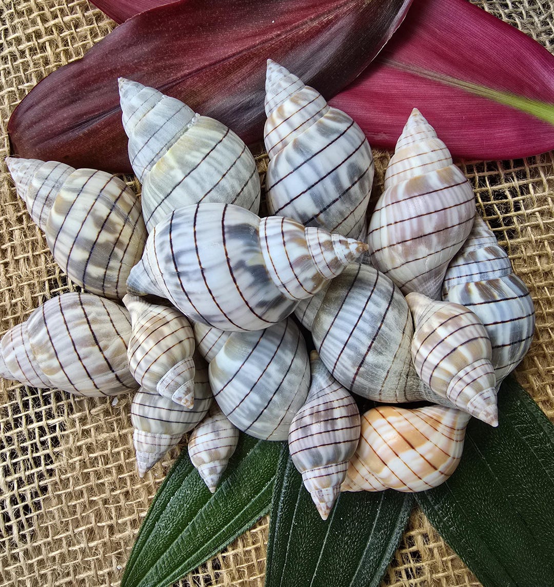 Banded Tulip Shells: Set of 10 Real Florida Seashells - Etsy