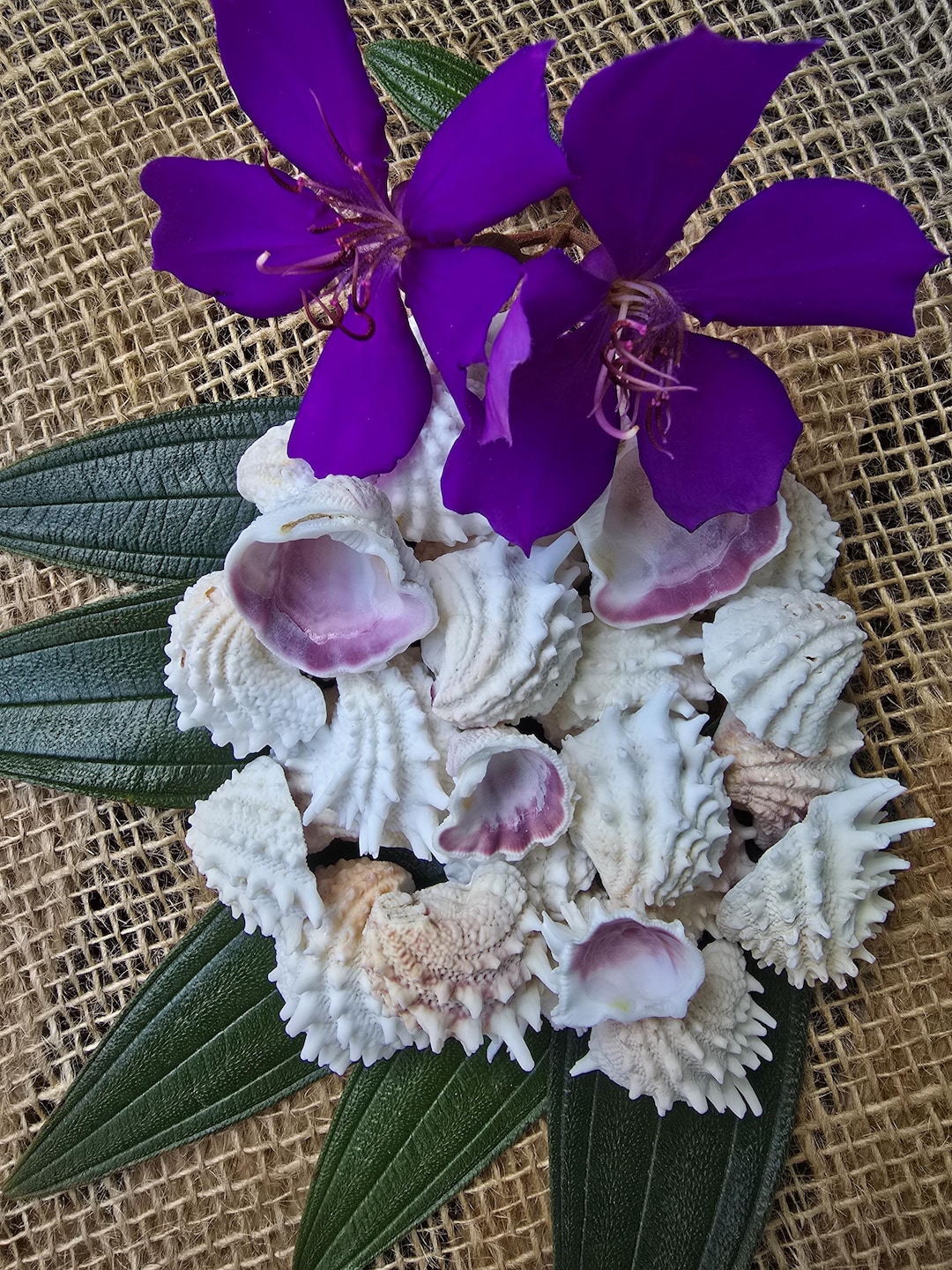 Spiny Jewel Box Seashells: Ethically Sourced Coastal Decor - Etsy