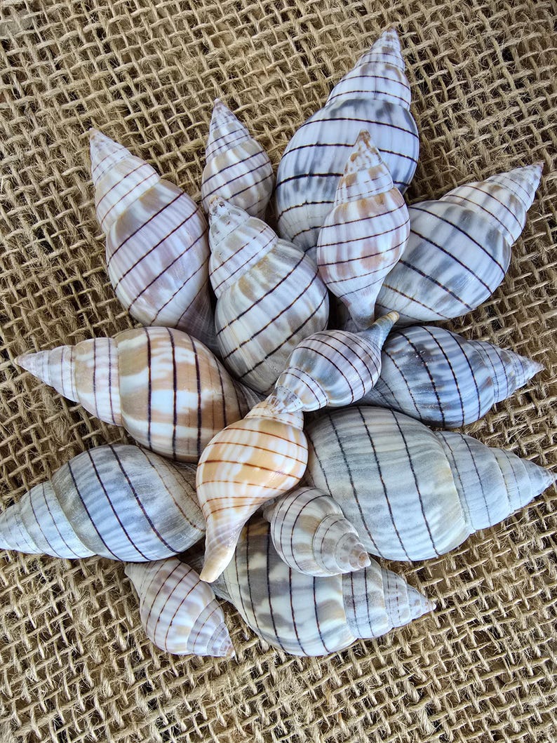 Banded Tulip Shells: Set of 10 Real Florida Seashells - Etsy