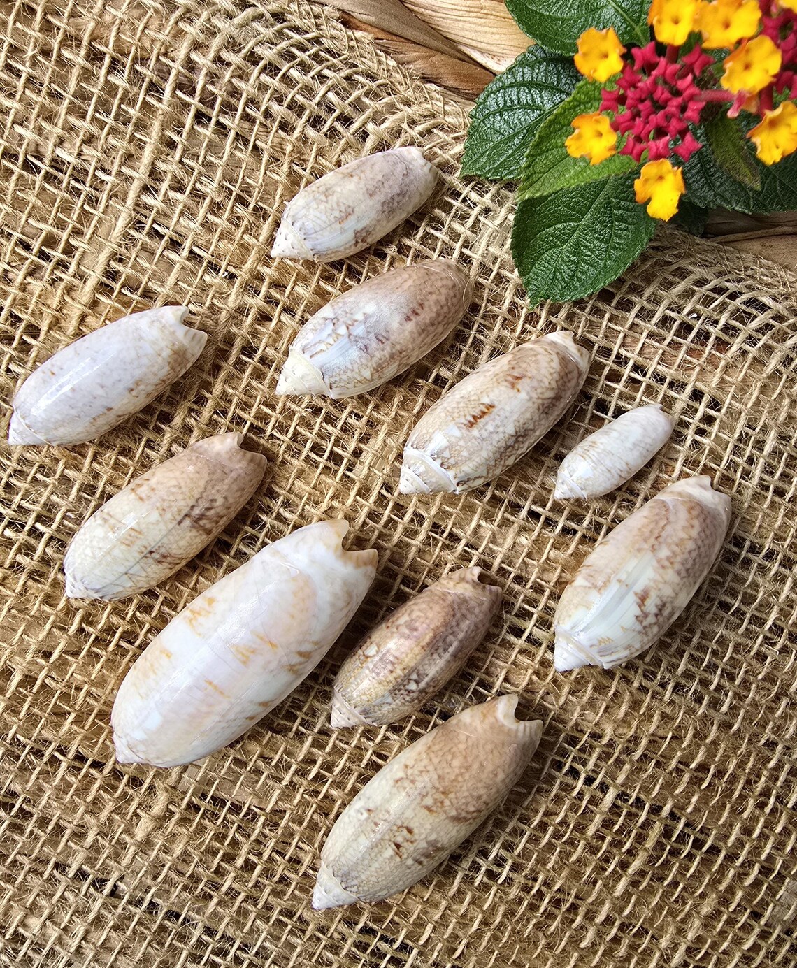 Lettered Olive Shells: Real Florida Seashells for Coastal Decor - Set ...