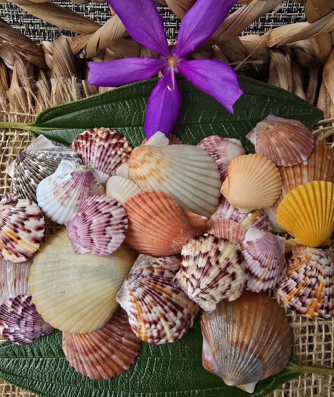 Calico Scallop Shells: Florida Coastal Decor, Beach Wedding, Crafts ...