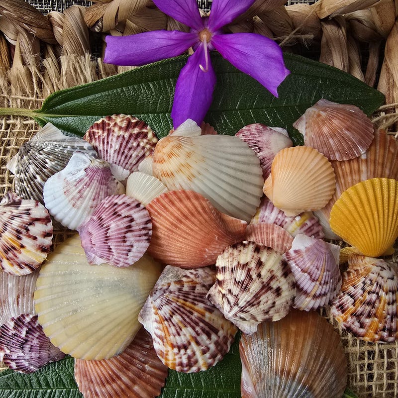 Real Seashells - Etsy
