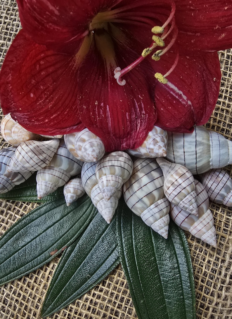 Banded Tulip Shells: Set of 10 Real Florida Seashells - Etsy