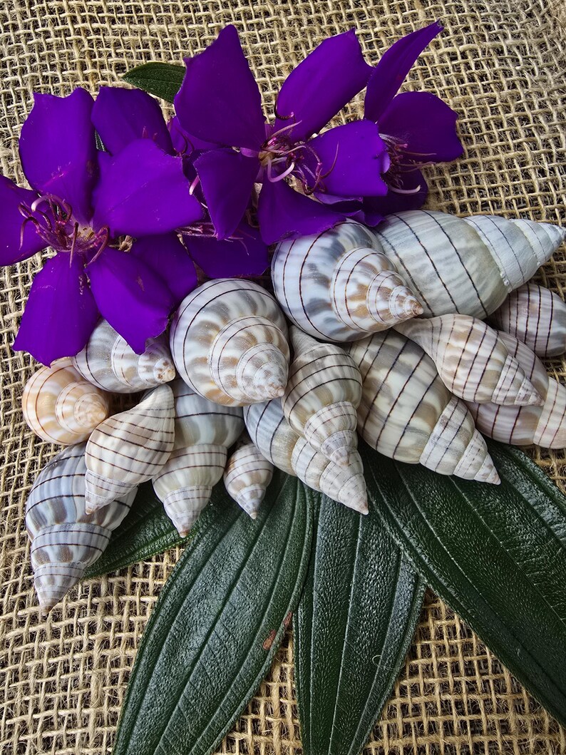 Banded Tulip Shells: Set of 10 Real Florida Seashells - Etsy