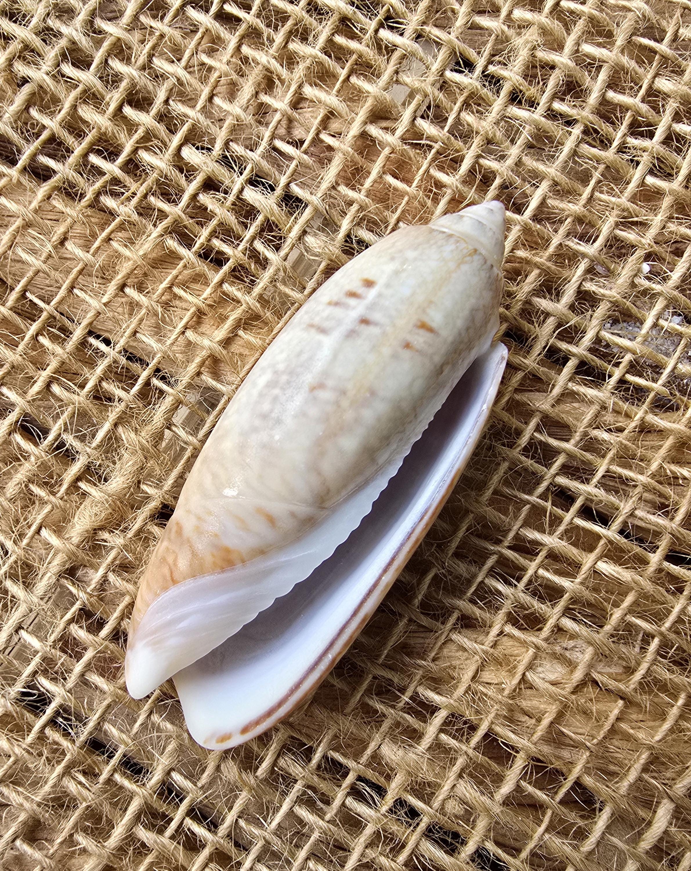 Lettered Olive Shells: Real Florida Seashells for Coastal Decor - Set ...