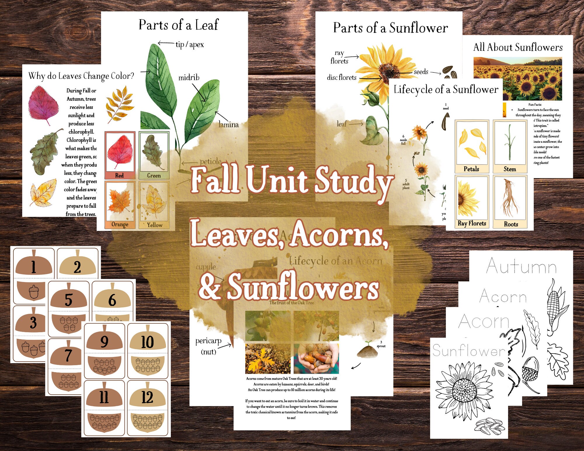 Autumn Unit Study - Leaves, Acorns, & Sunflowers - Etsy