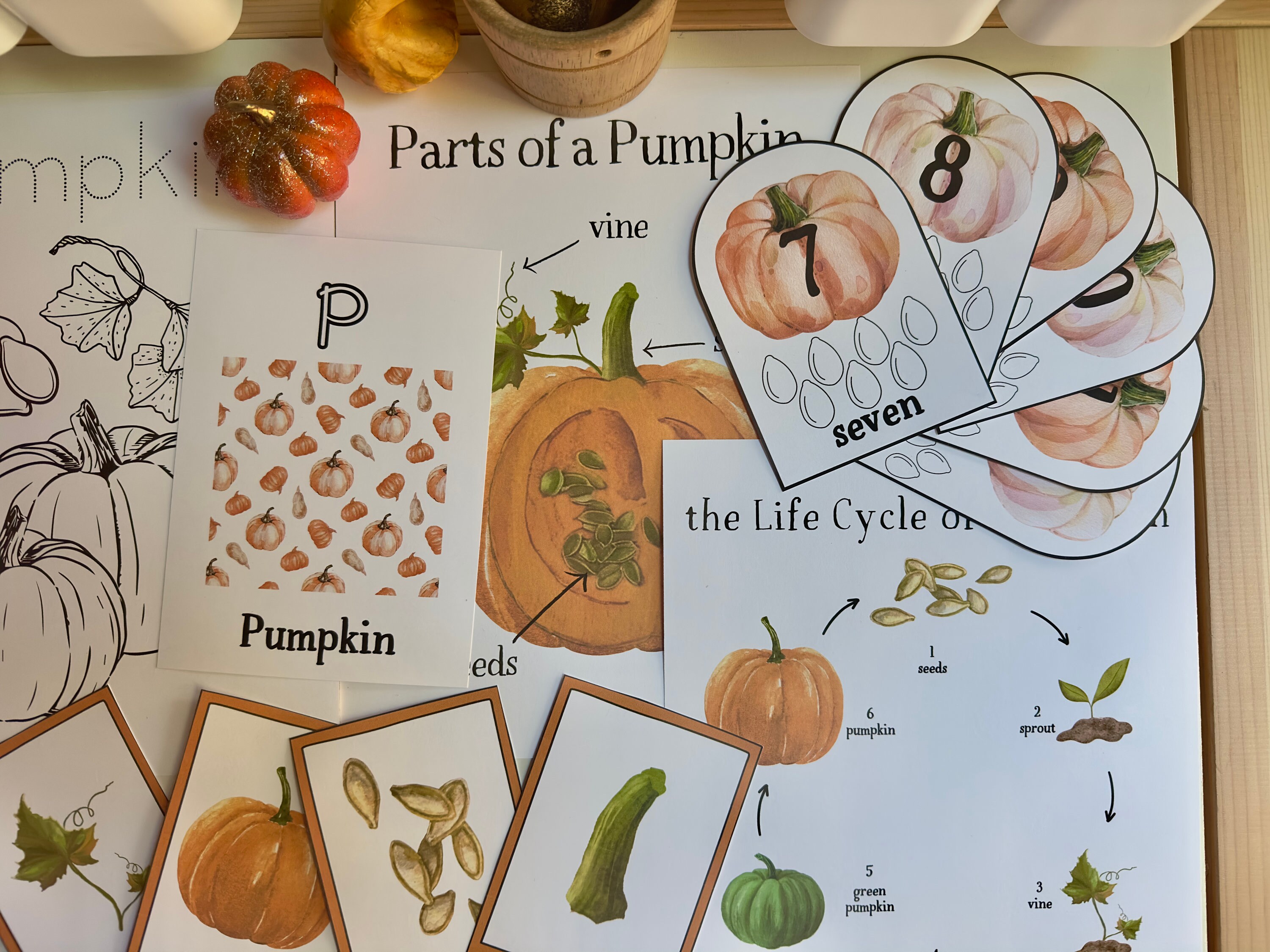 Pumpkin Unit Study - Etsy