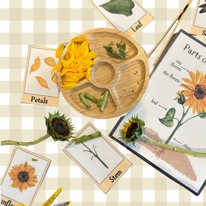 Autumn Unit Study Leaves Acorns & Sunflowers - Etsy