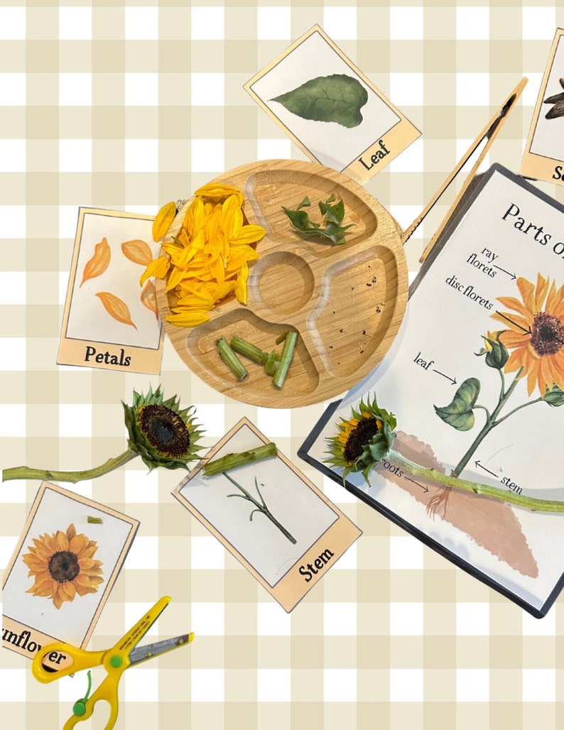 Autumn Unit Study Leaves Acorns & Sunflowers - Etsy