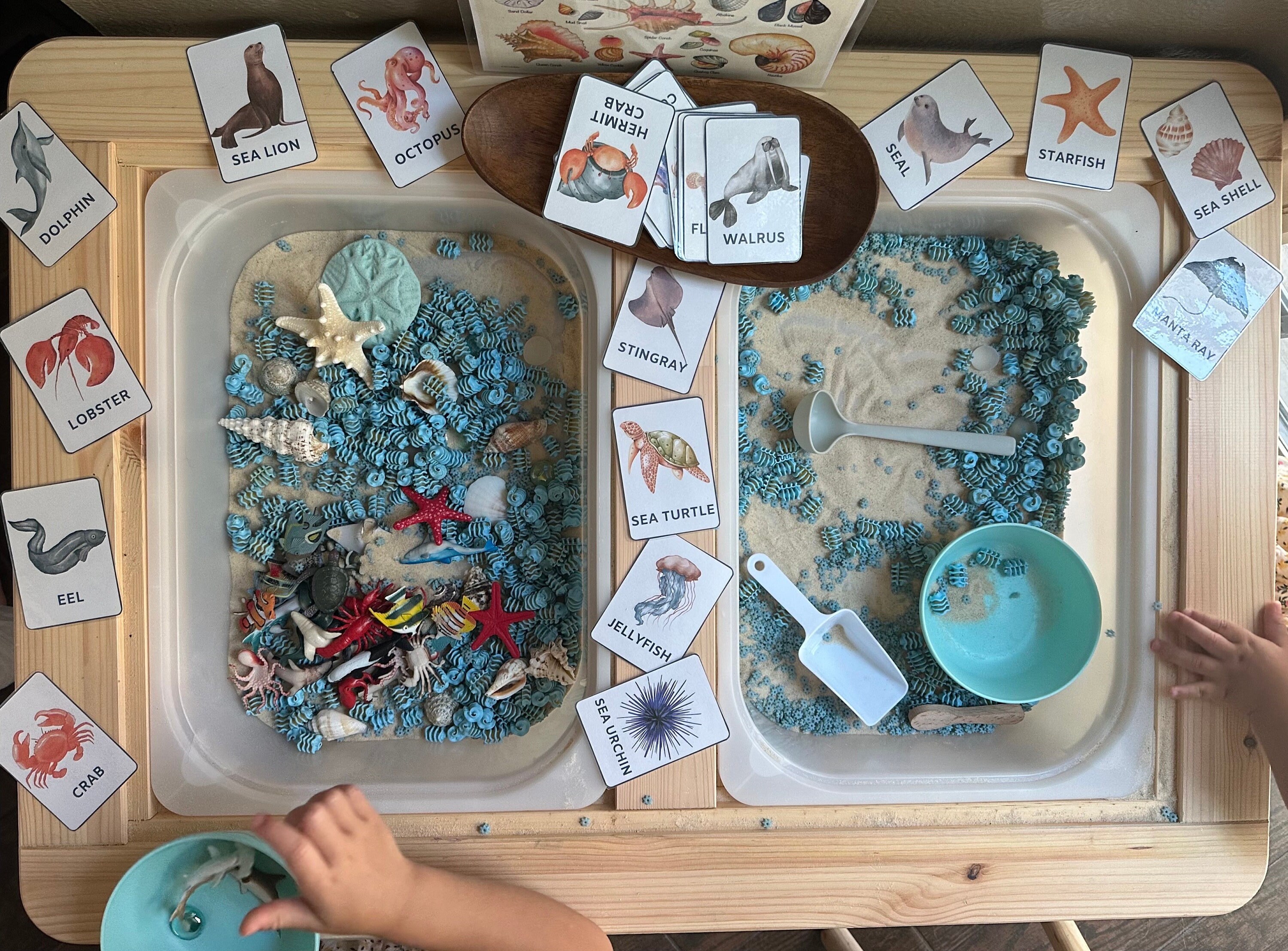 Printable Ocean Animals Flash Cards - Etsy