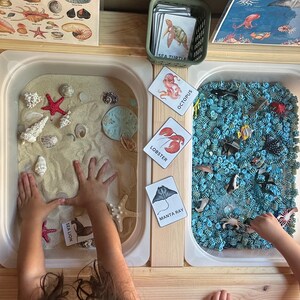 Printable Ocean Animals Flash Cards Etsy