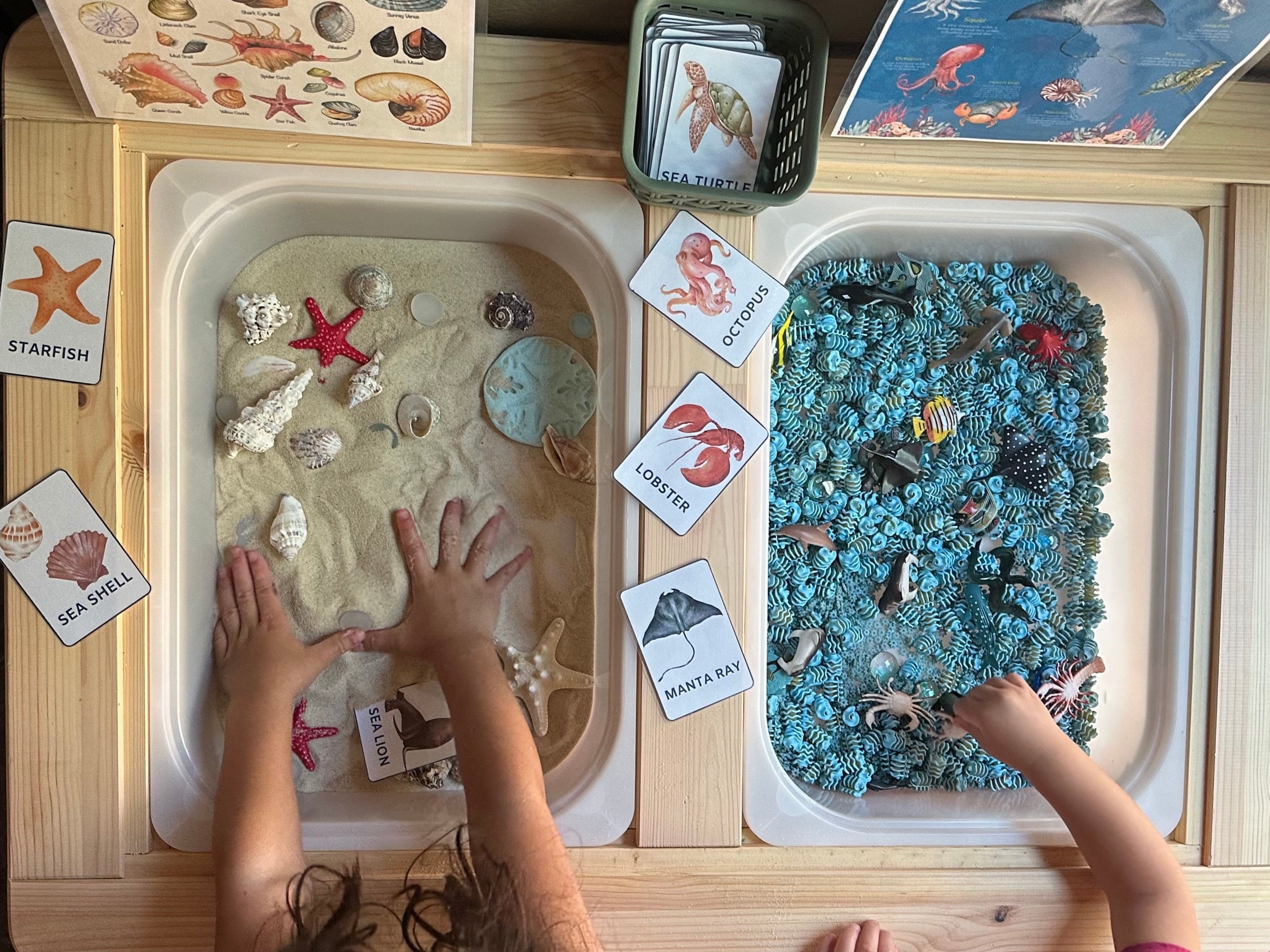 Printable Ocean Animals Flash Cards - Etsy