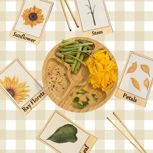 Autumn Unit Study Leaves Acorns & Sunflowers - Etsy