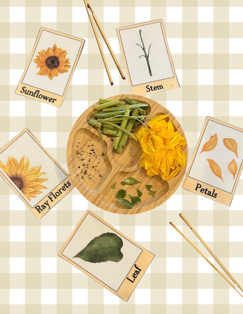 Autumn Unit Study Leaves Acorns & Sunflowers - Etsy