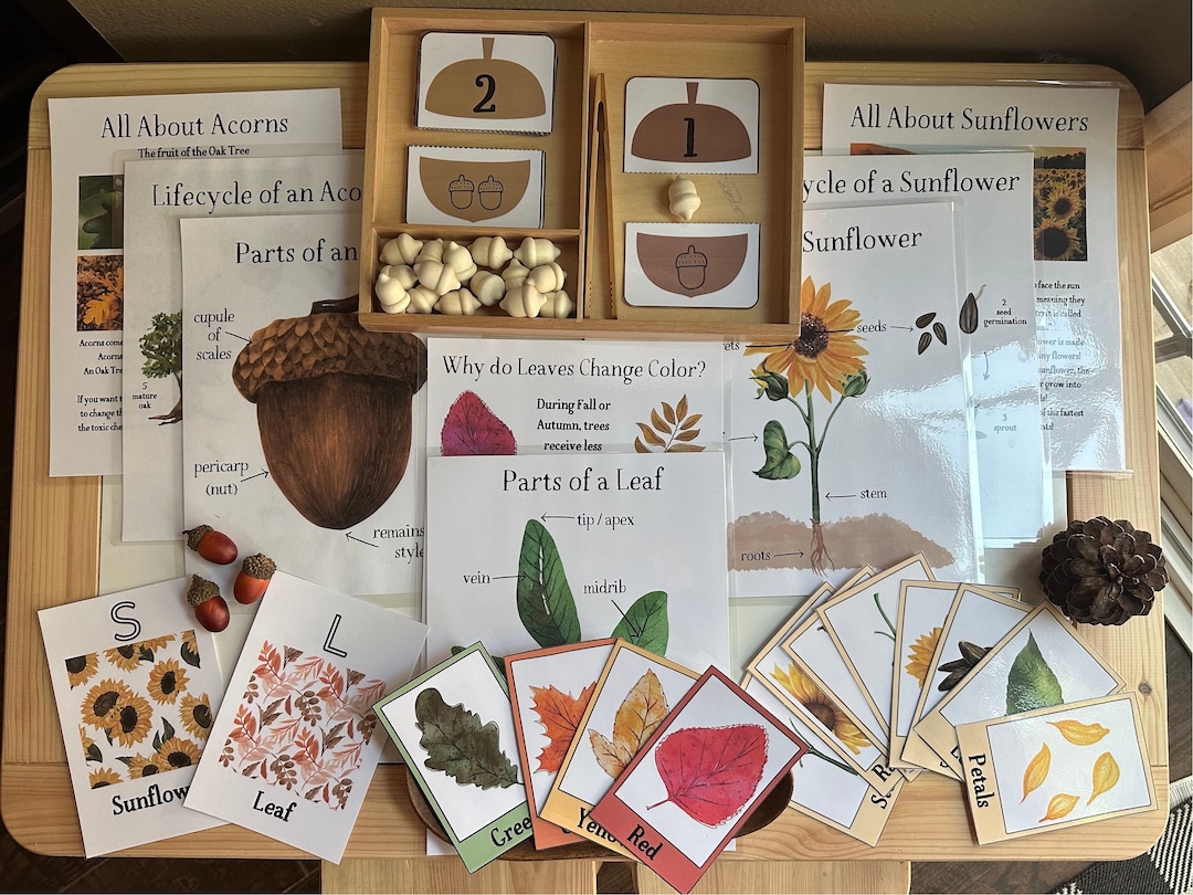 Autumn Unit Study - Leaves, Acorns, & Sunflowers - Etsy