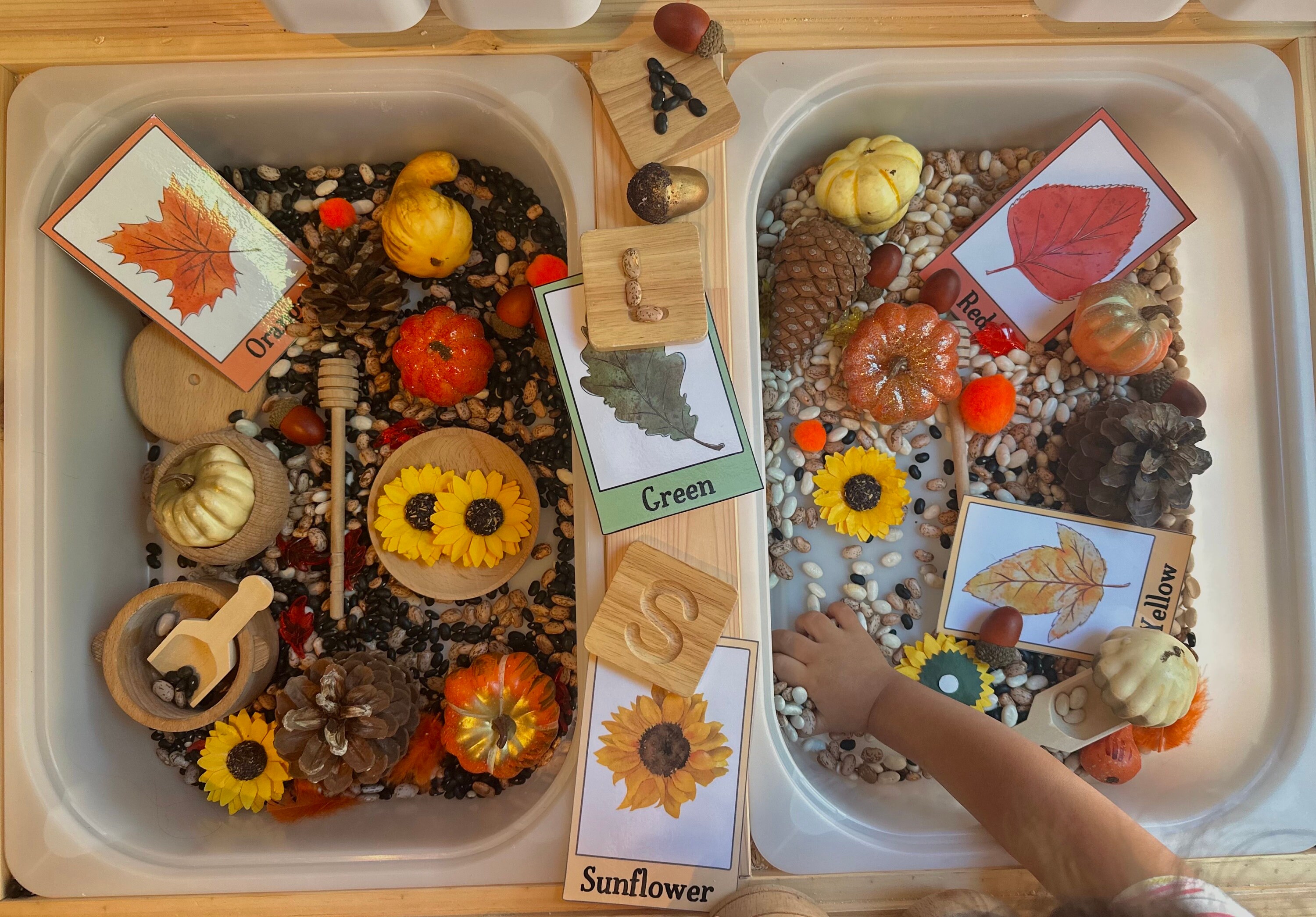 Autumn Unit Study Leaves, Acorns, & Sunflowers - Etsy