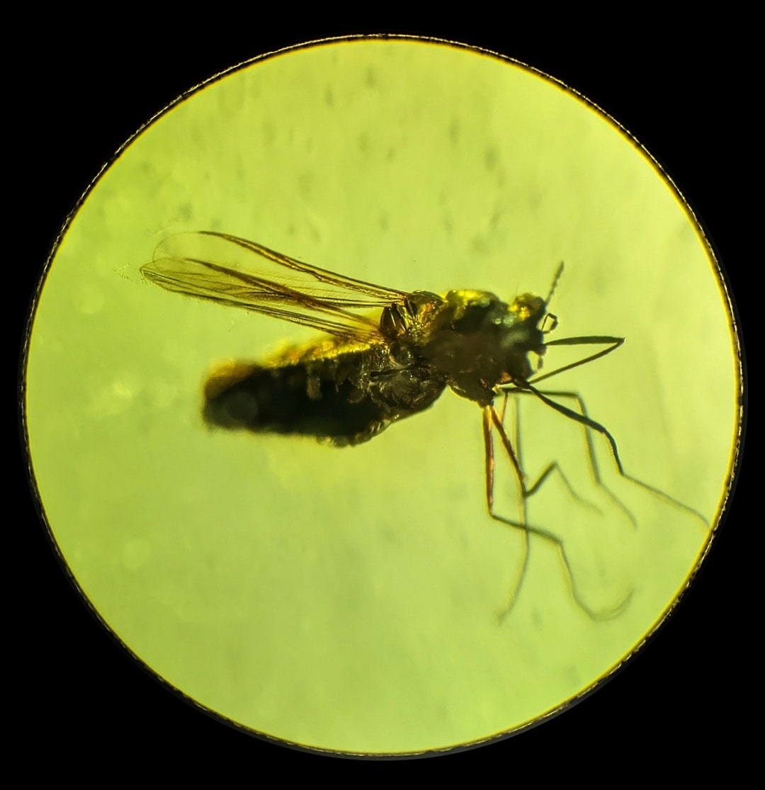 Authentic Baltic Amber Inclusion - Etsy