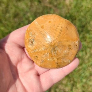 Fossilized Sea Urchin sand Dollar - Etsy
