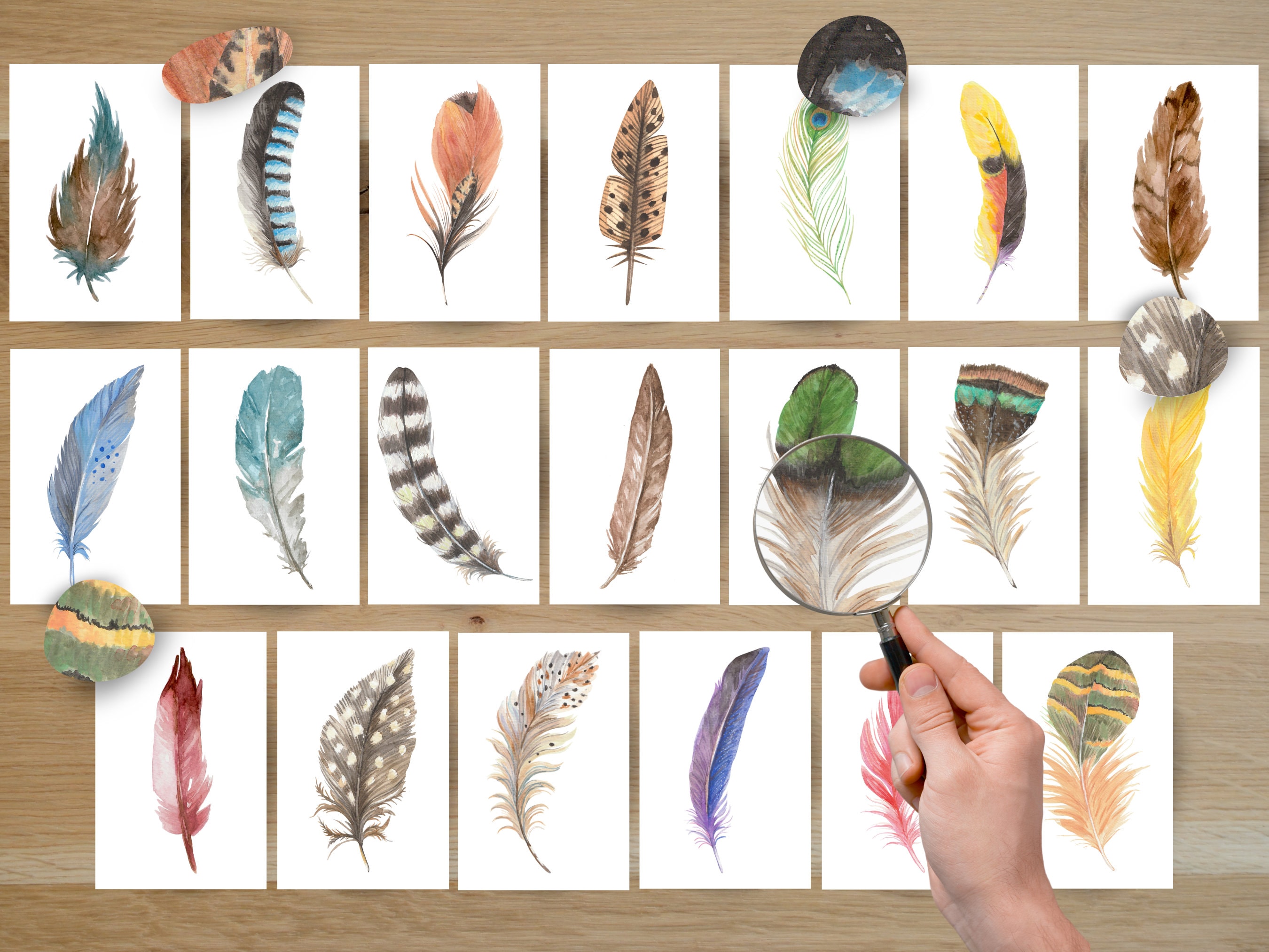 Feather Matching Cards, Toddler Pattern Matching, Montessori Learning ...