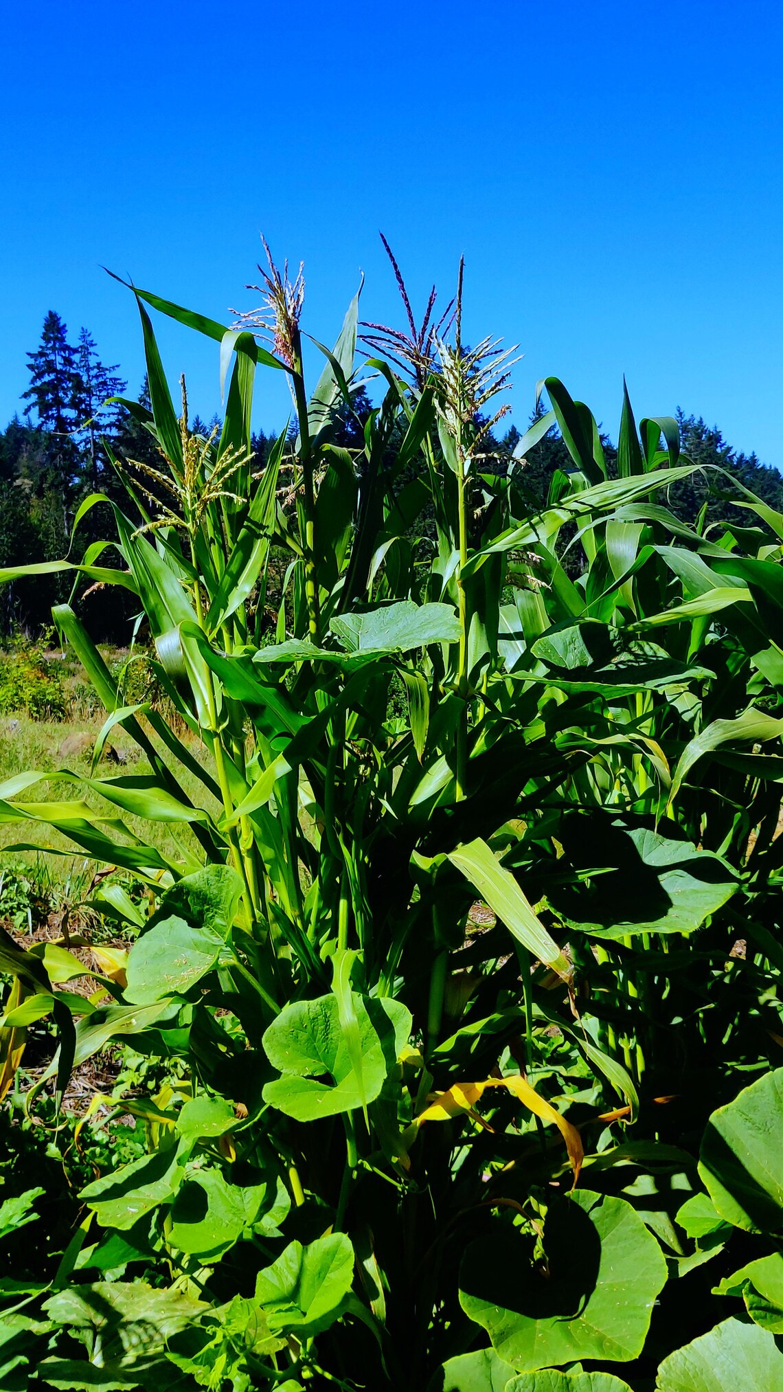 Willamette Valley Landrace Flint Corn Resists Drought & Lodging Dry ...