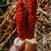 Willamette Valley Landrace Flint Corn Resists Drought & Lodging Dry ...